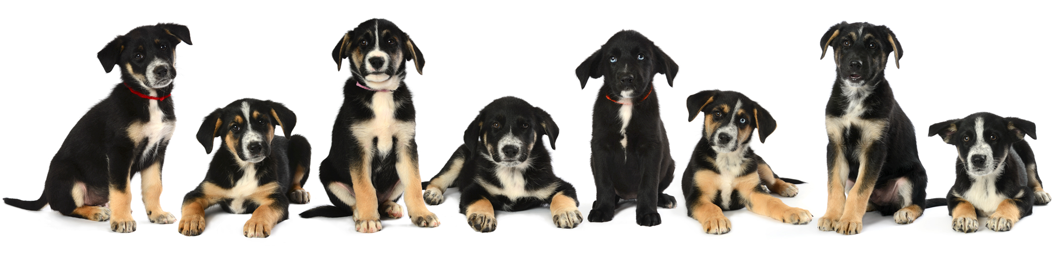 Mike Qualman Photographic Images